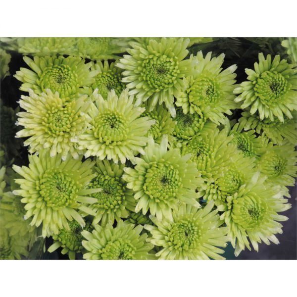 Liberty Blooms - Catalogue of flowers