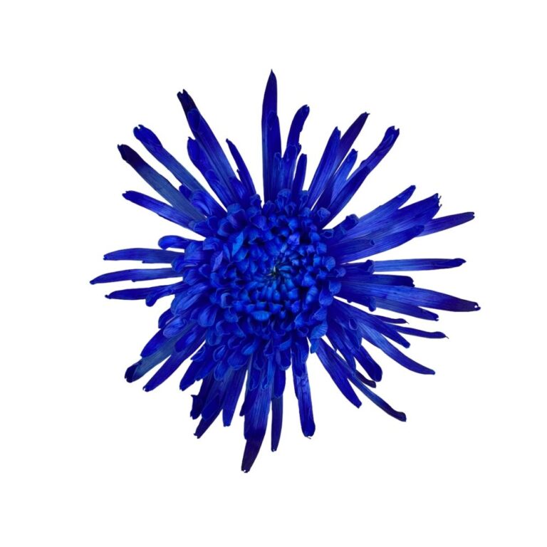 Dark Blue Neon Tinted Fuji Chrysanthemums Flower - Liberty Blooms